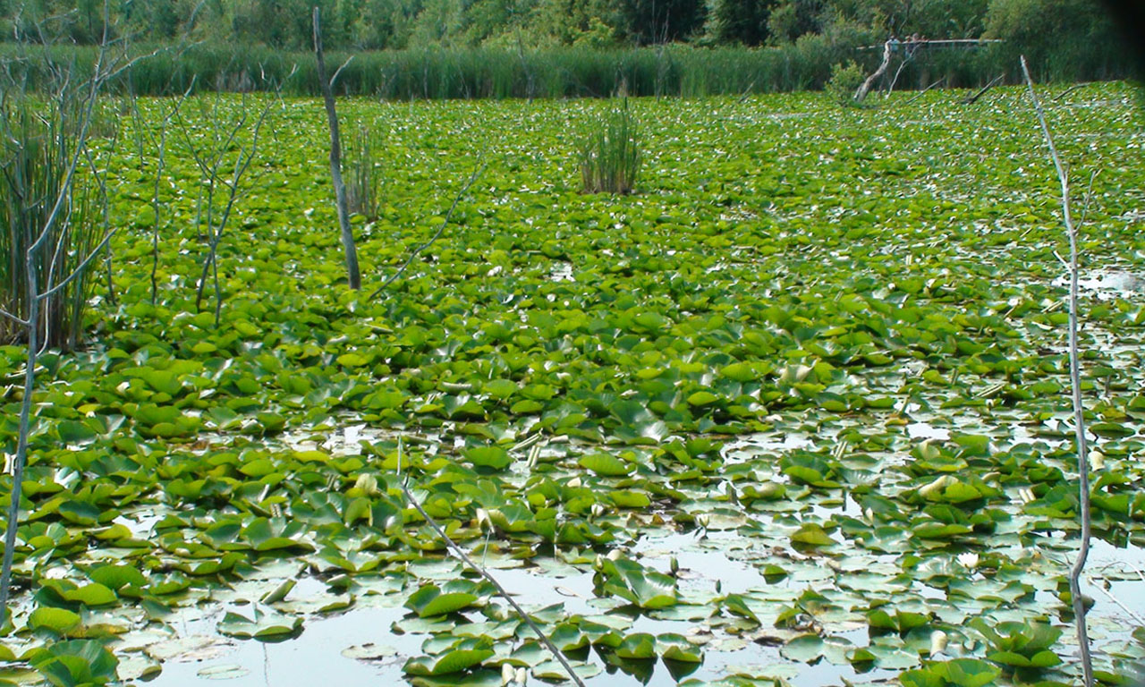 Marais Réal D Carbonneau Horizon Canada