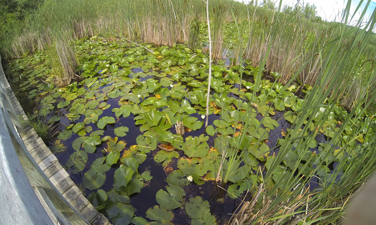 Marais Réal D Carbonneau Horizon Canada